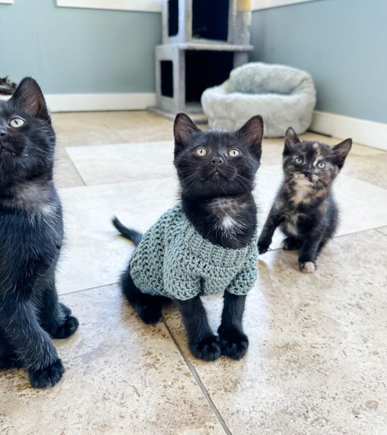 Cat Sweater Crochet Pattern - MJ's off the Hook Designs